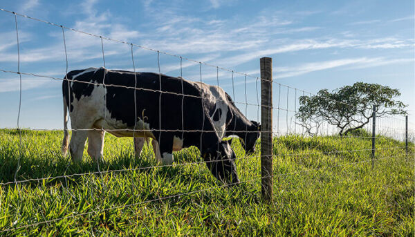 Reliable Flat Oval Wire For Fence Supplier - Shengsen